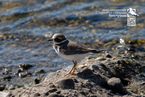 Common ringed plover | Skillmill