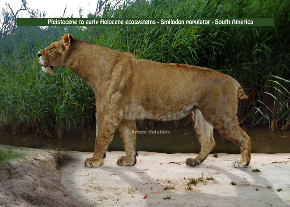 Smilodon Populator Vs American Lion